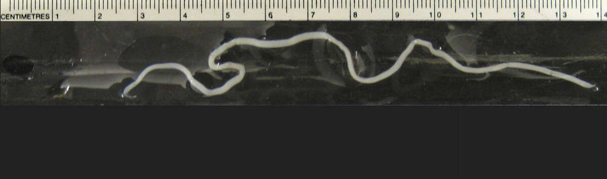 Foot-long worm seen in cats for first time