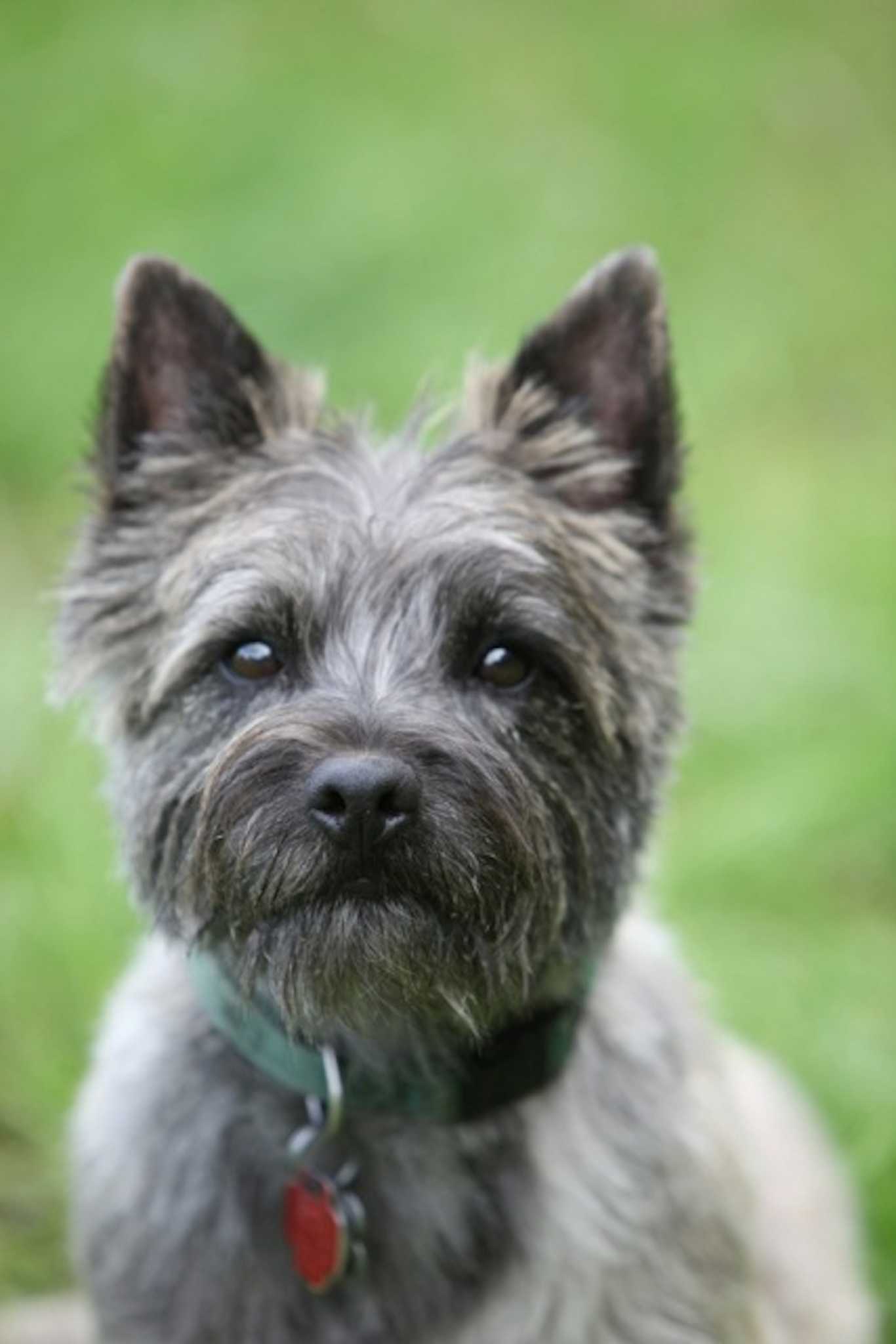 Acting pedigree helped Nigel land role in 'The Wizard of Oz'