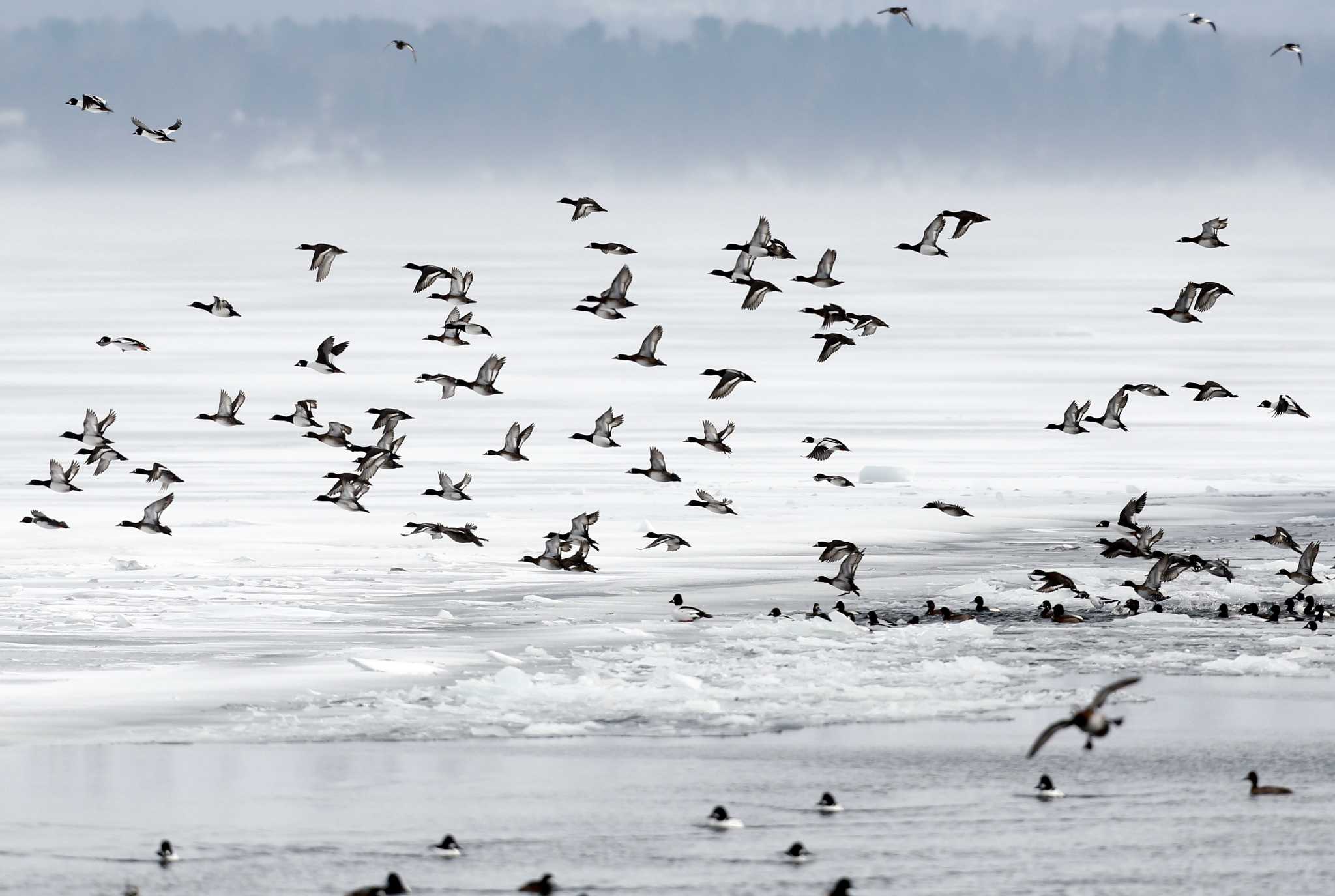 Photos: Ducks on Lake Champlain