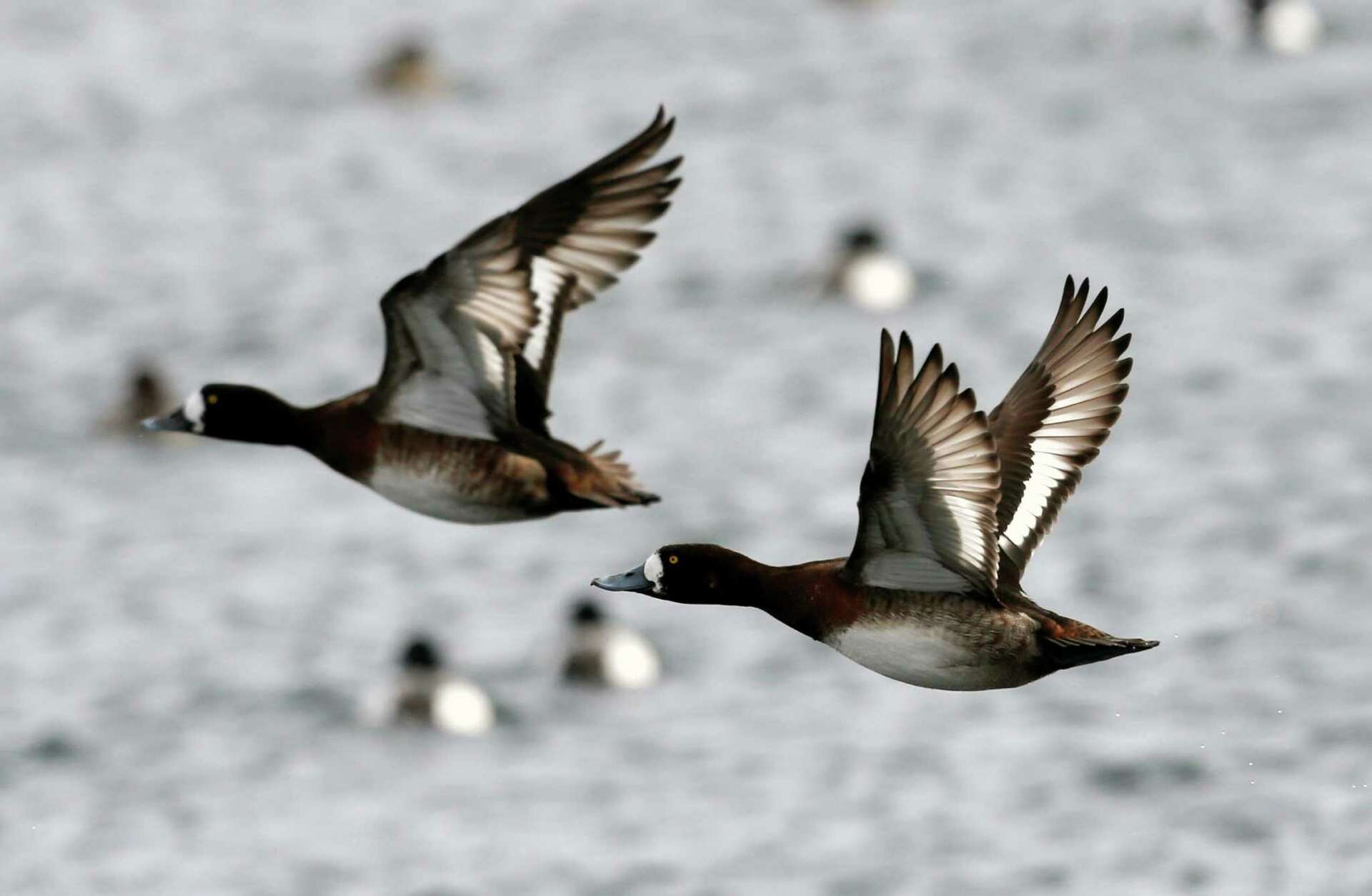 Photos: Ducks on Lake Champlain
