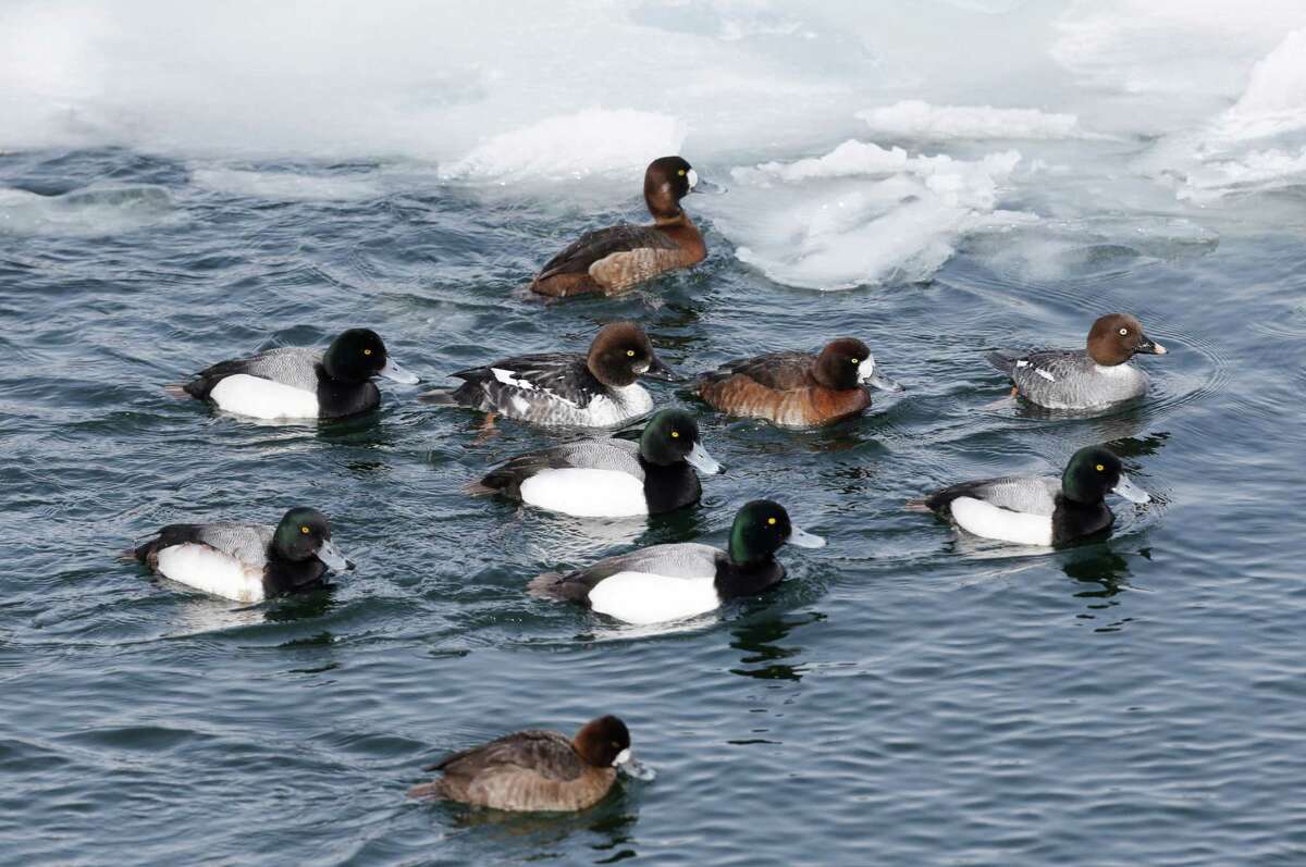 Photos: Ducks on Lake Champlain
