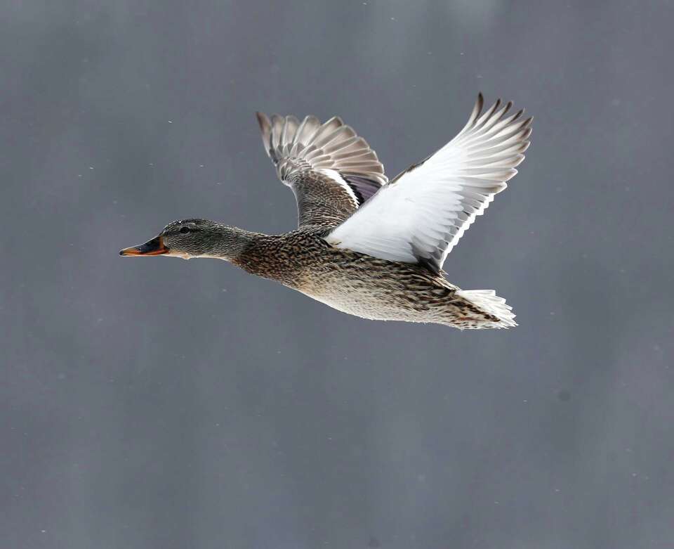 Photos: Ducks on Lake Champlain