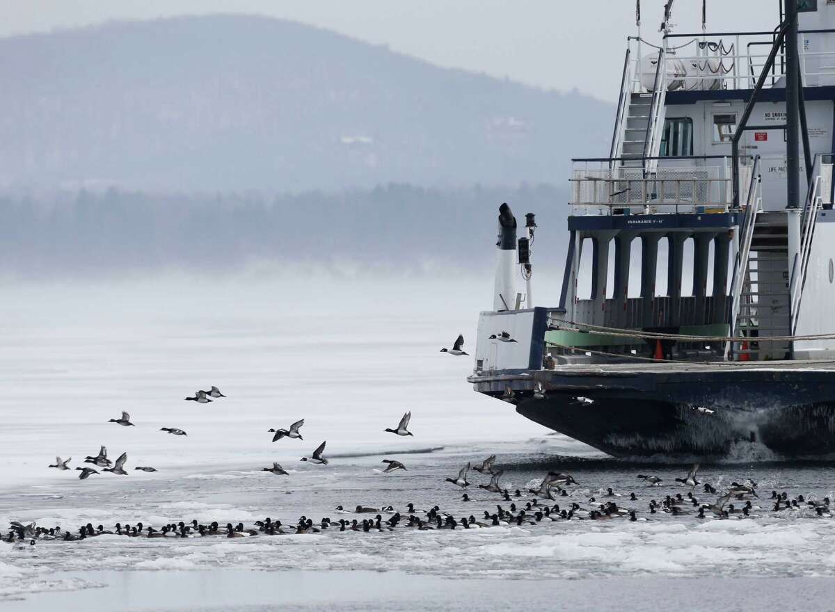 Photos: Ducks on Lake Champlain