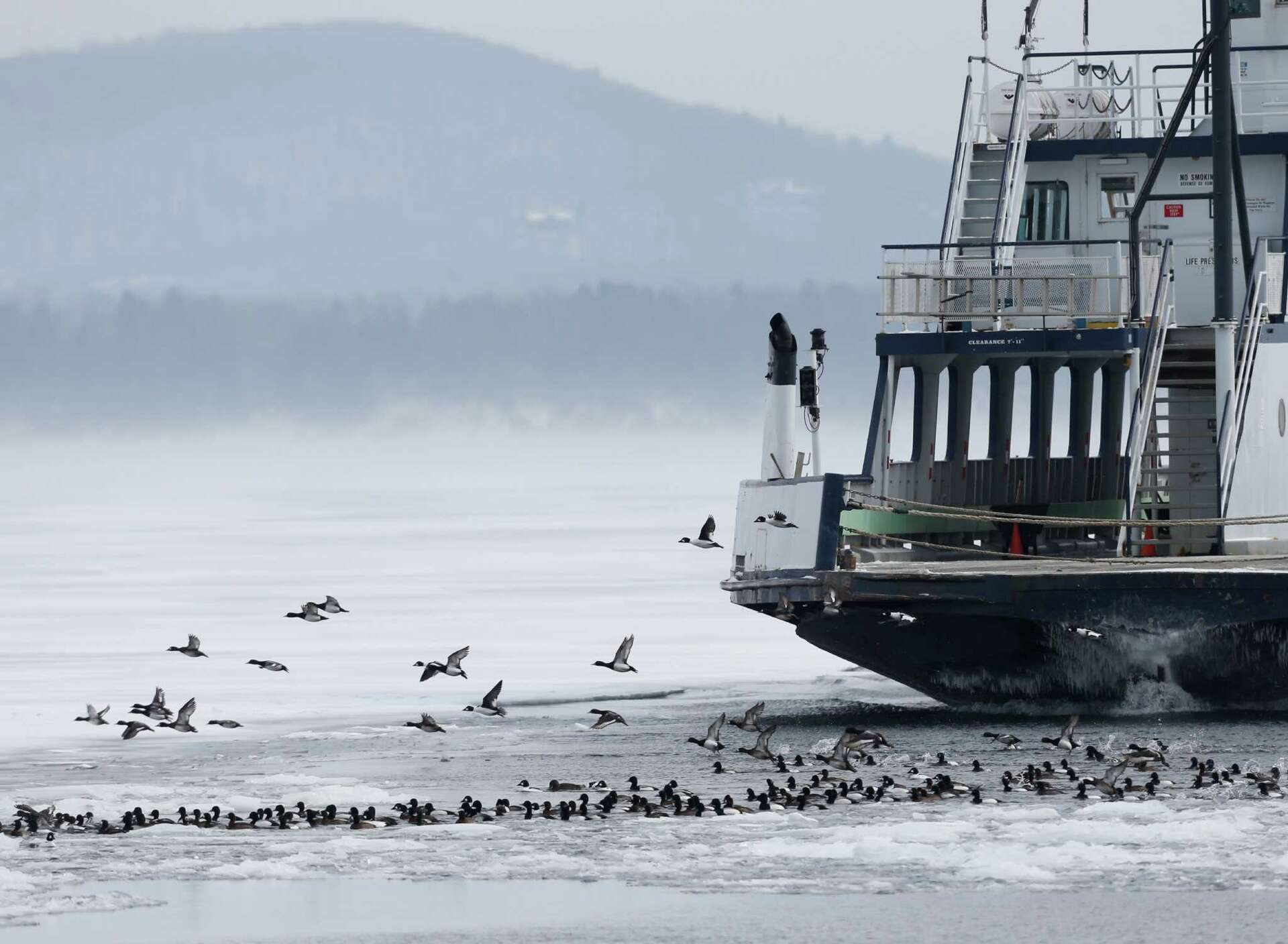 Photos: Ducks on Lake Champlain