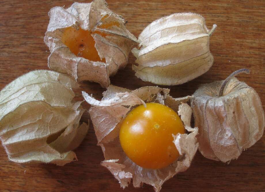 Ground cherry thrives in Bay Area gardens - SFGate