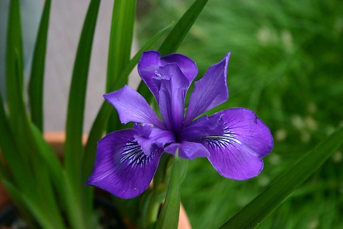 Versatile Douglas iris hybrid hardy and colorful
