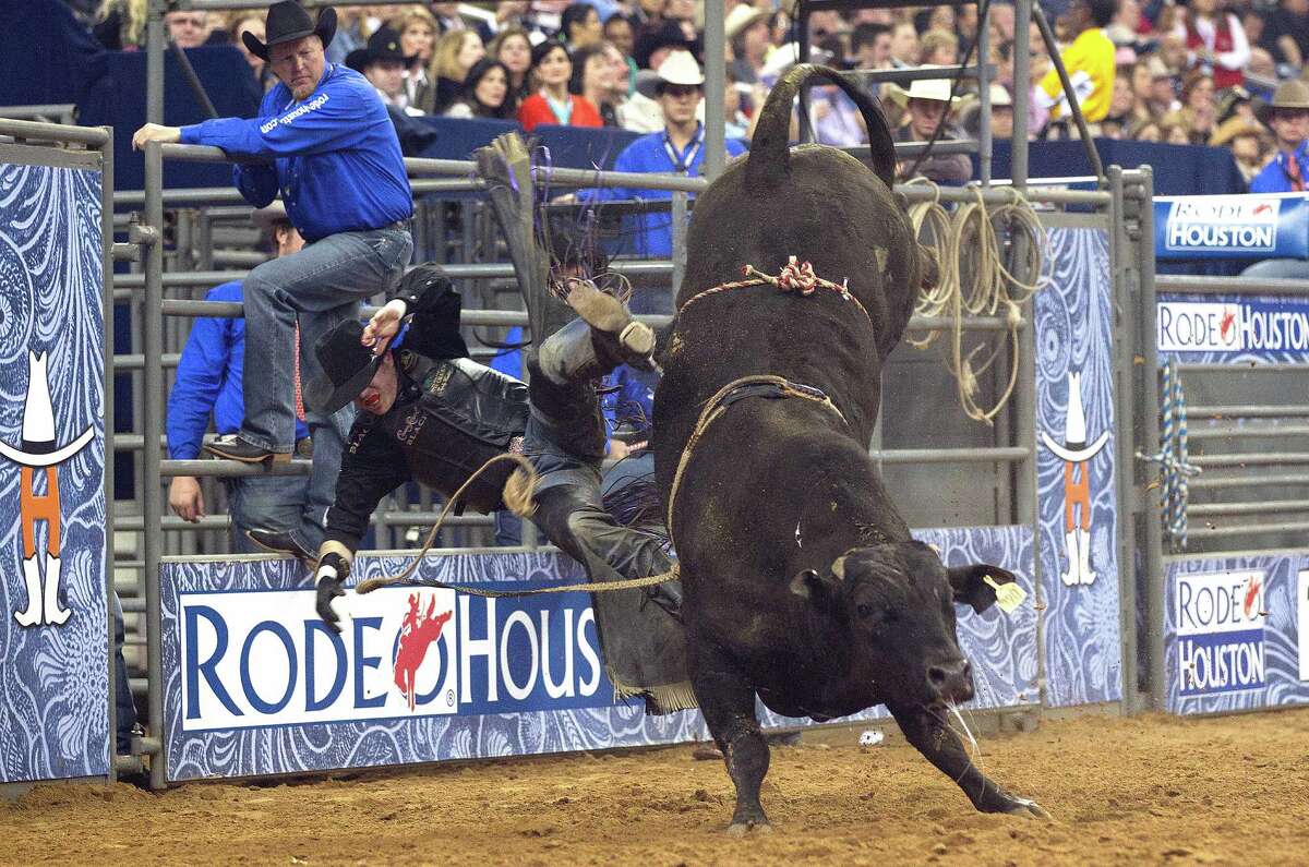 What to holler if you see a loose bull at RodeoHouston