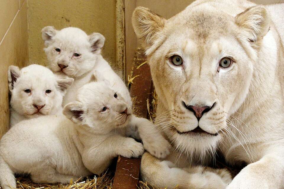 Most expensive exotic pets