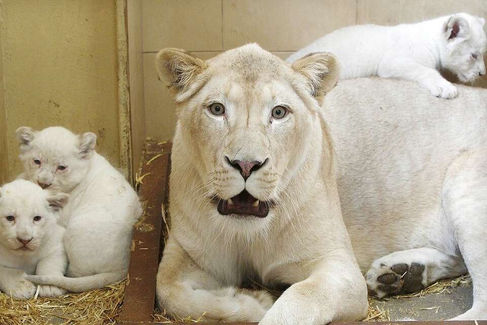 Which are cuter, white lion babies or polar bear cubs?