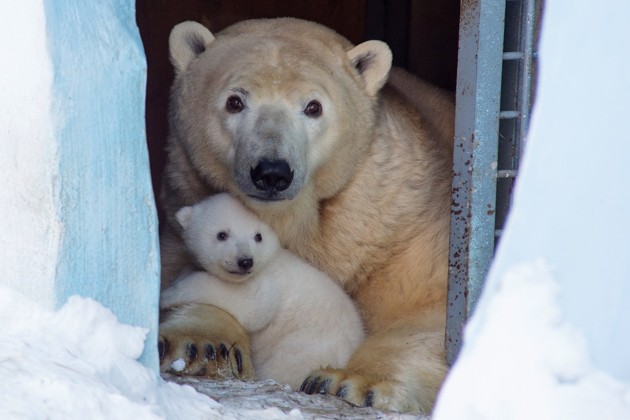 Which are cuter, white lion babies or polar bear cubs?