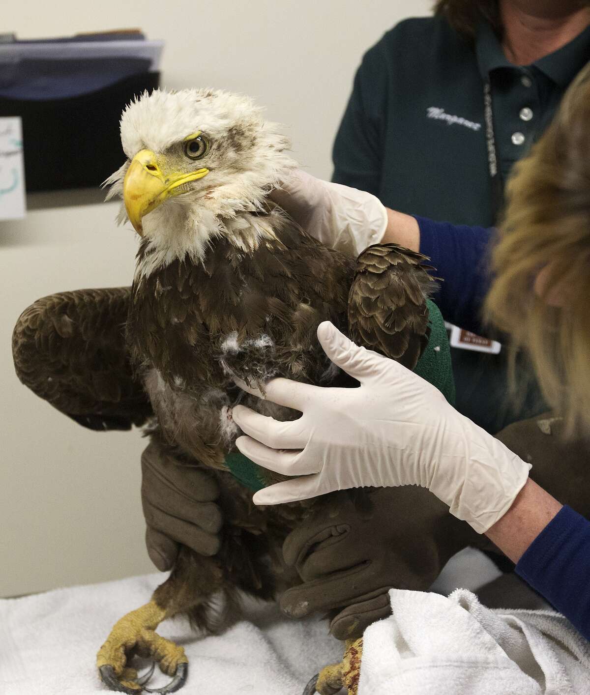 Injured Pearland bald eagle euthanized