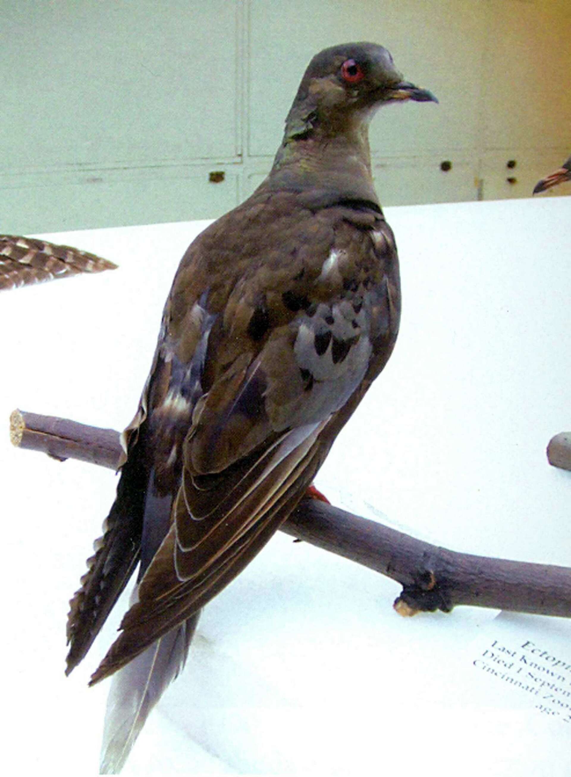 Man's slaughter of passenger pigeons a warning call for today