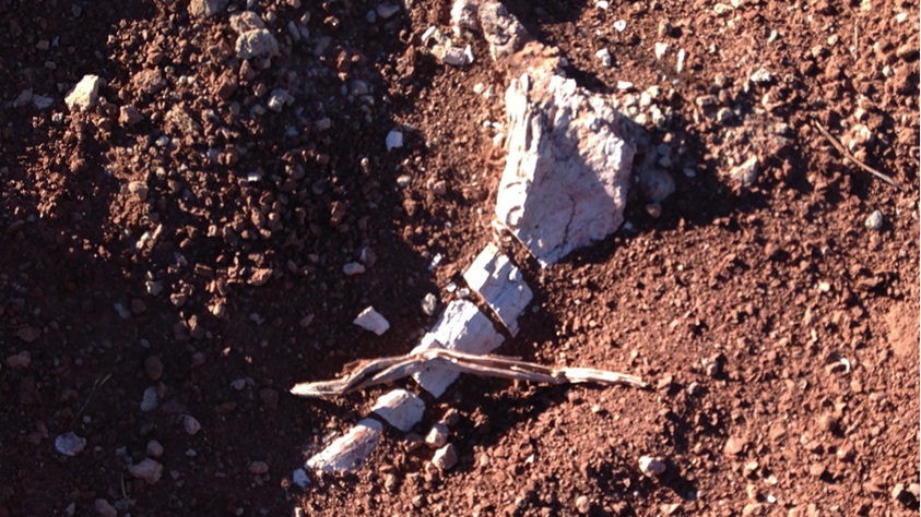 Hunt for shale gas becomes a dinosaur dig