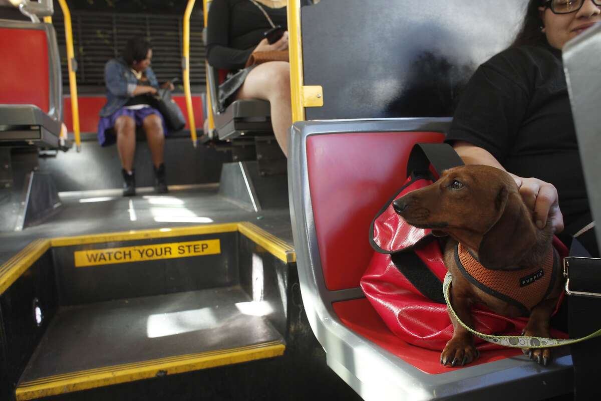 Muni overhaul speeds up, with route changes ahead