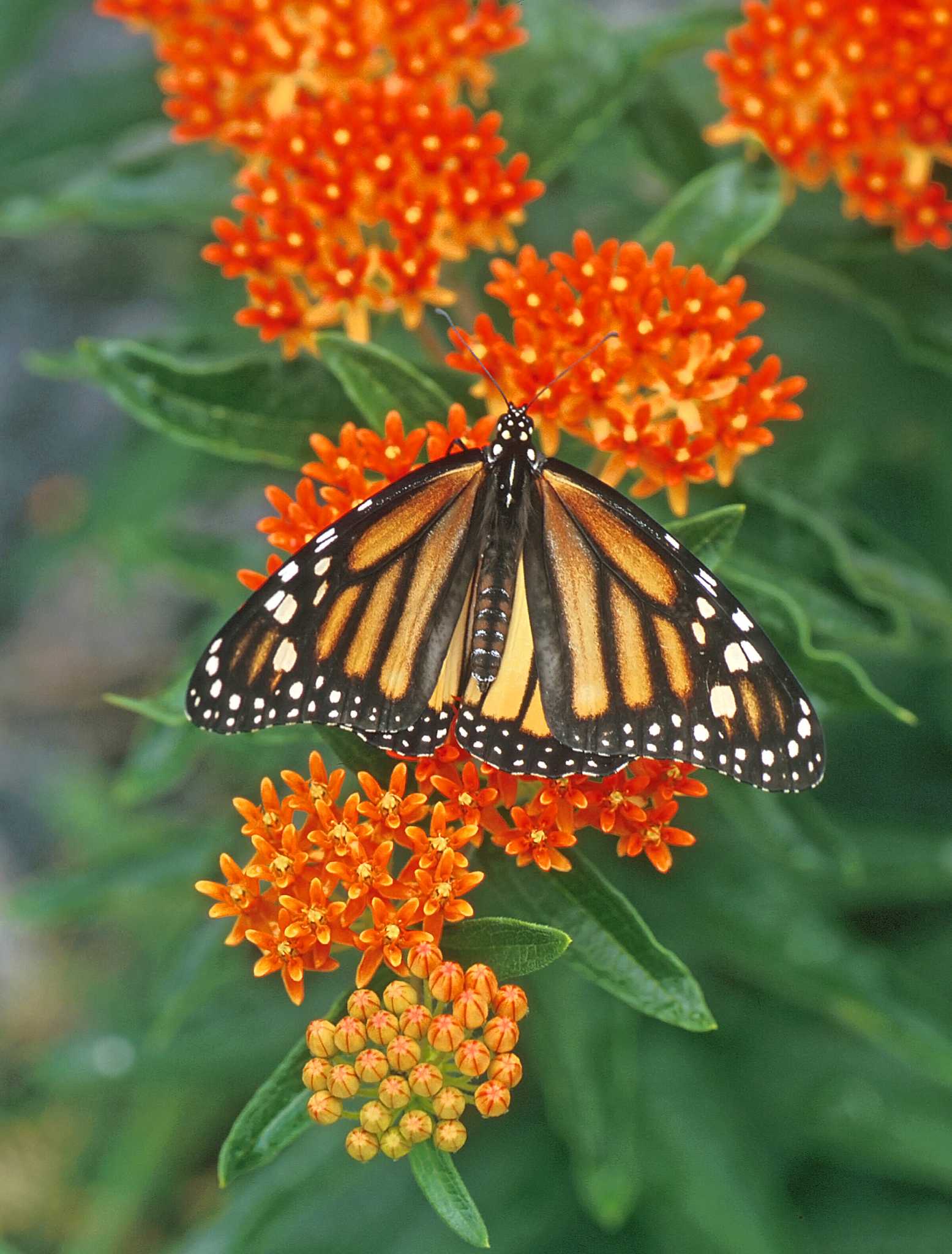 Create a garden for monarchs