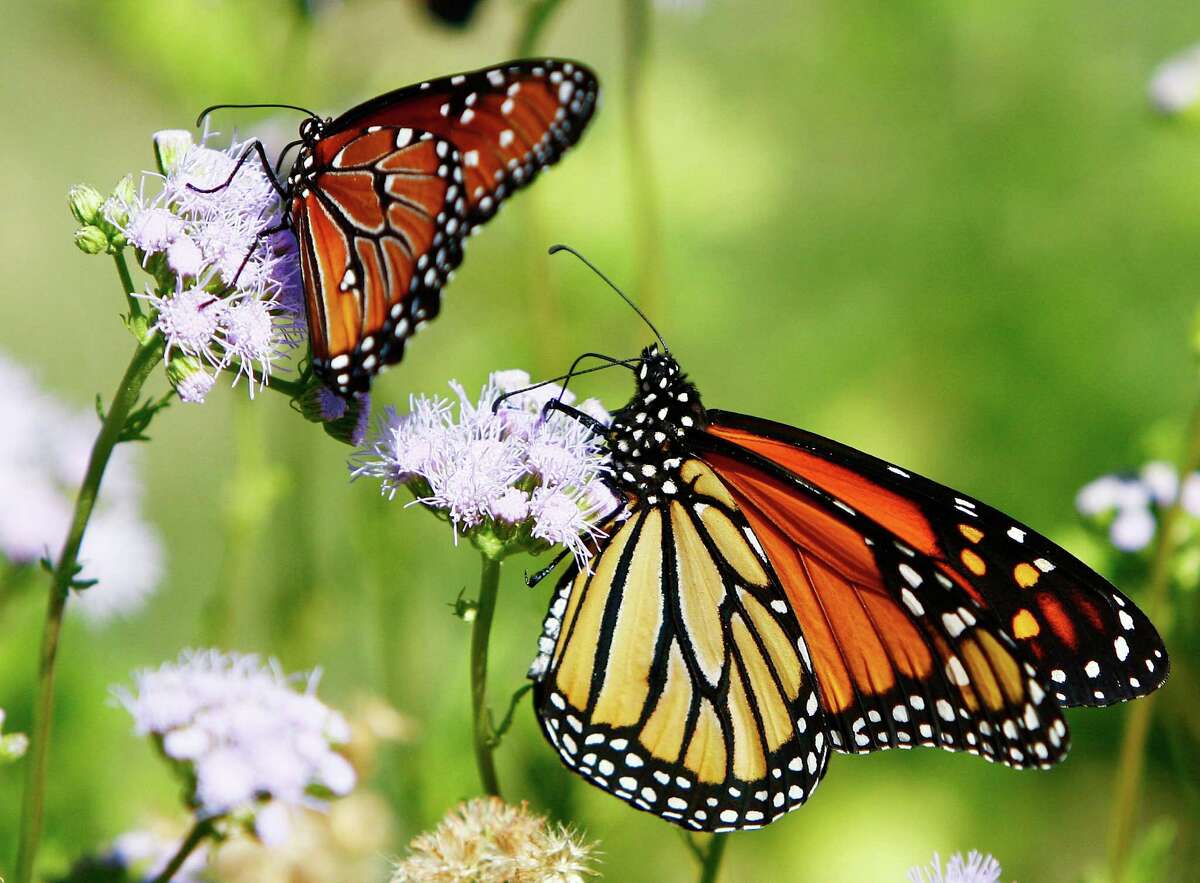 Create a garden for monarchs
