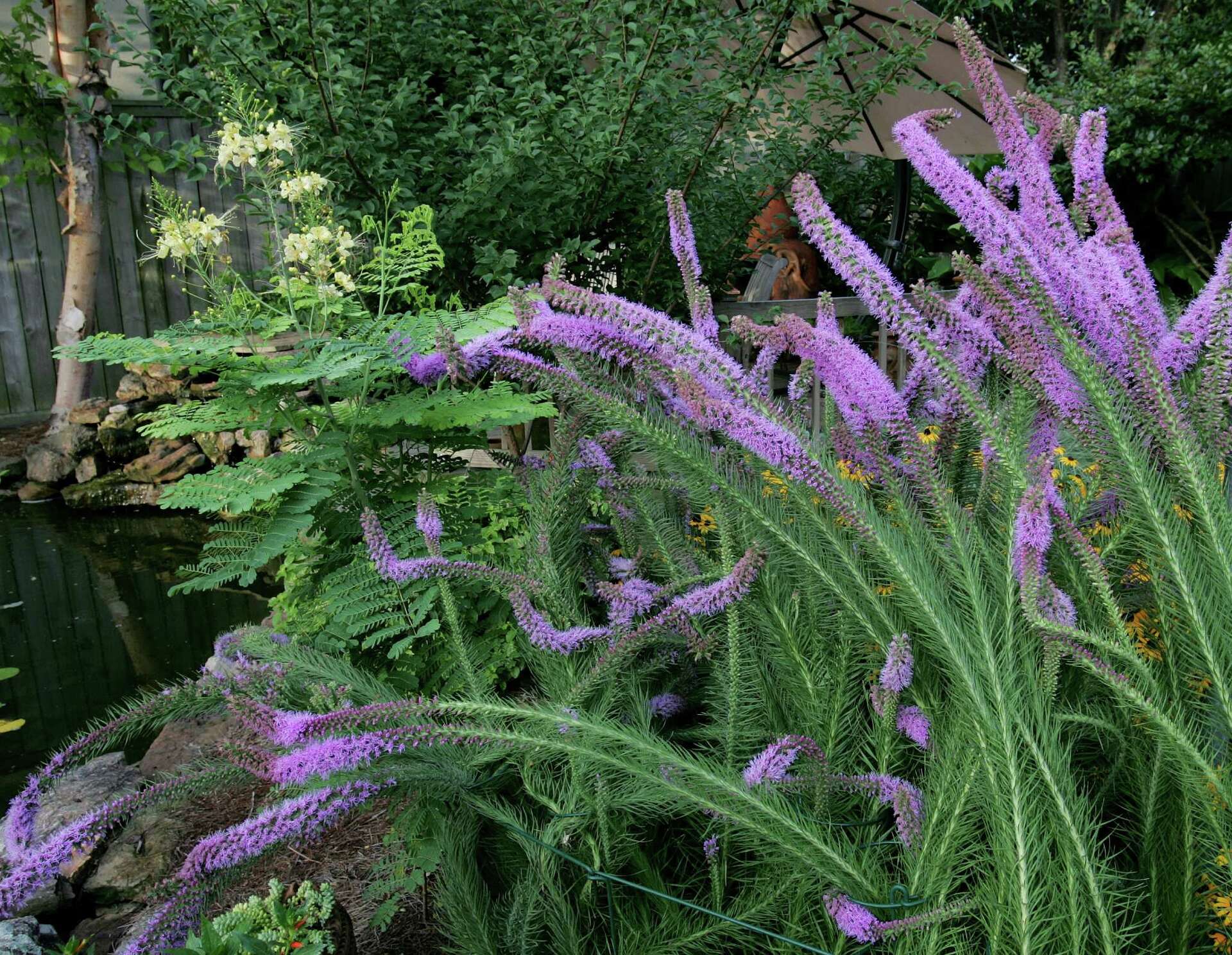 Native flowers are good for the environment — and less work for you