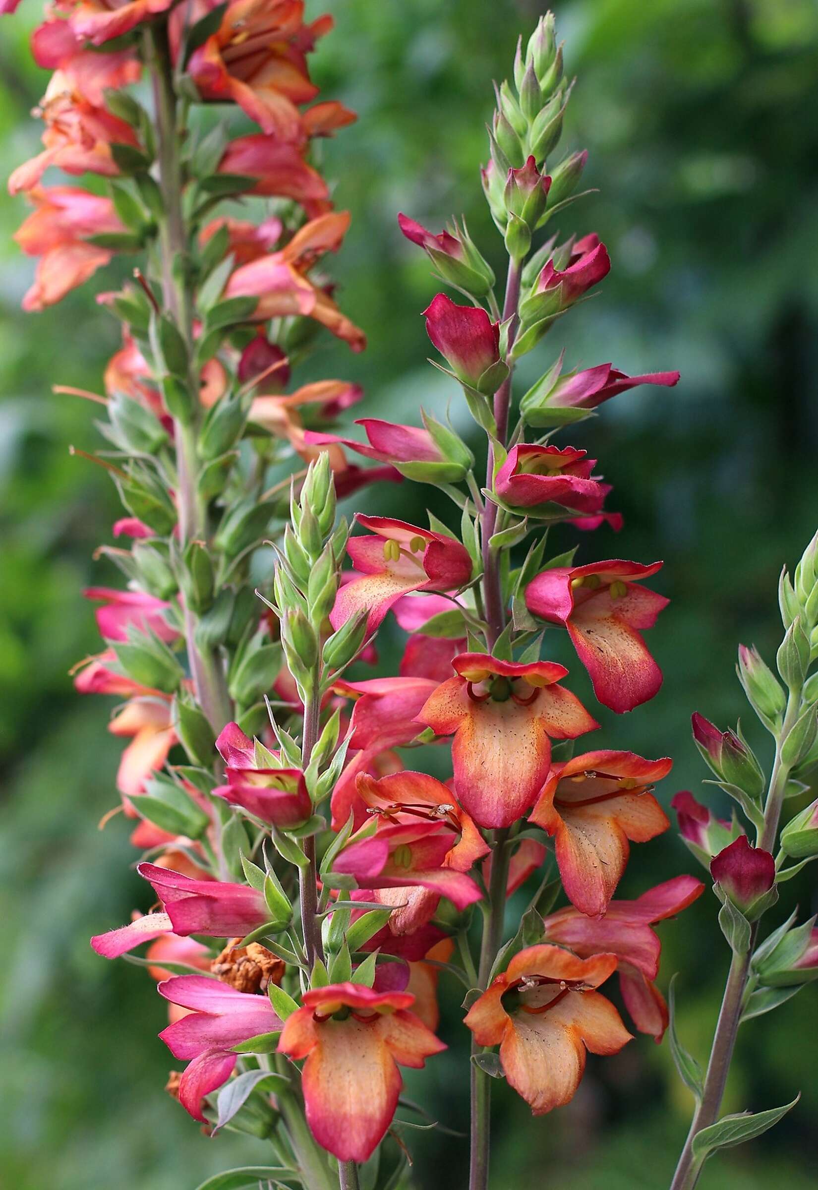 Digiplexis 'Illumination Flame' fuses superb foliage, color