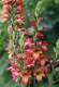 Digiplexis 'Illumination Flame' fuses superb foliage, color