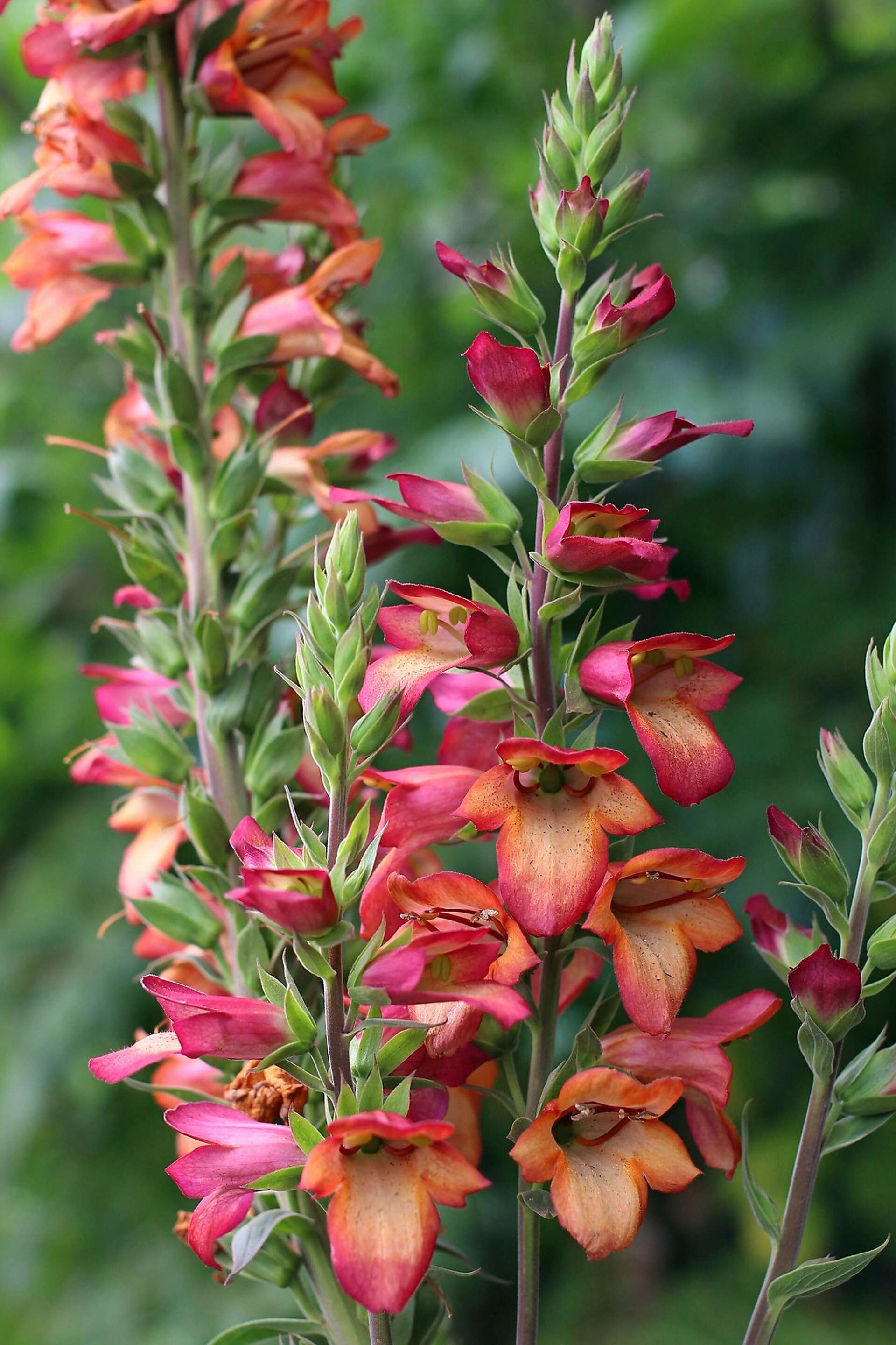 Digiplexis 'Illumination Flame' fuses superb foliage, color