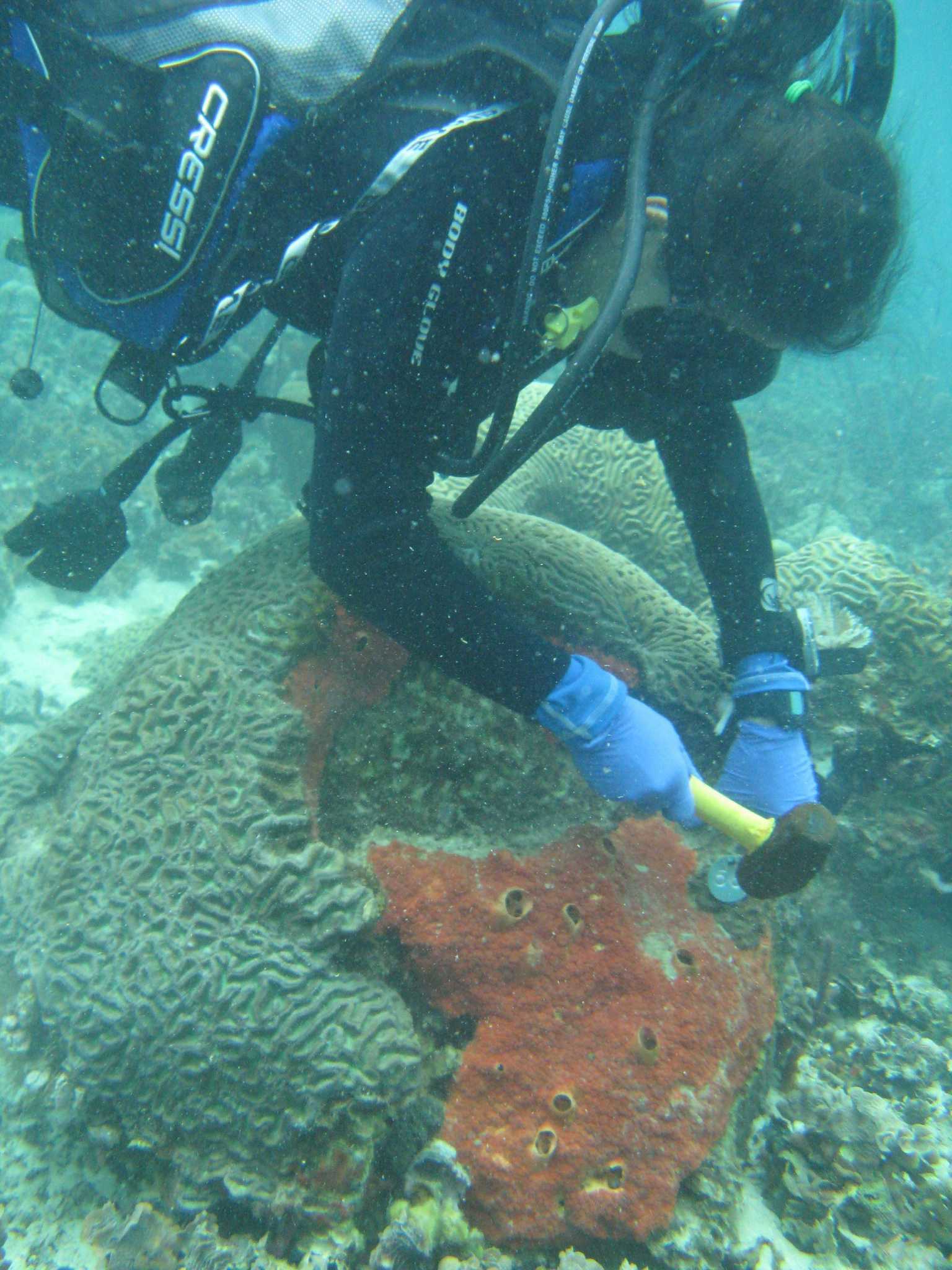 'Beautiful' killer sponge threatens coral reefs