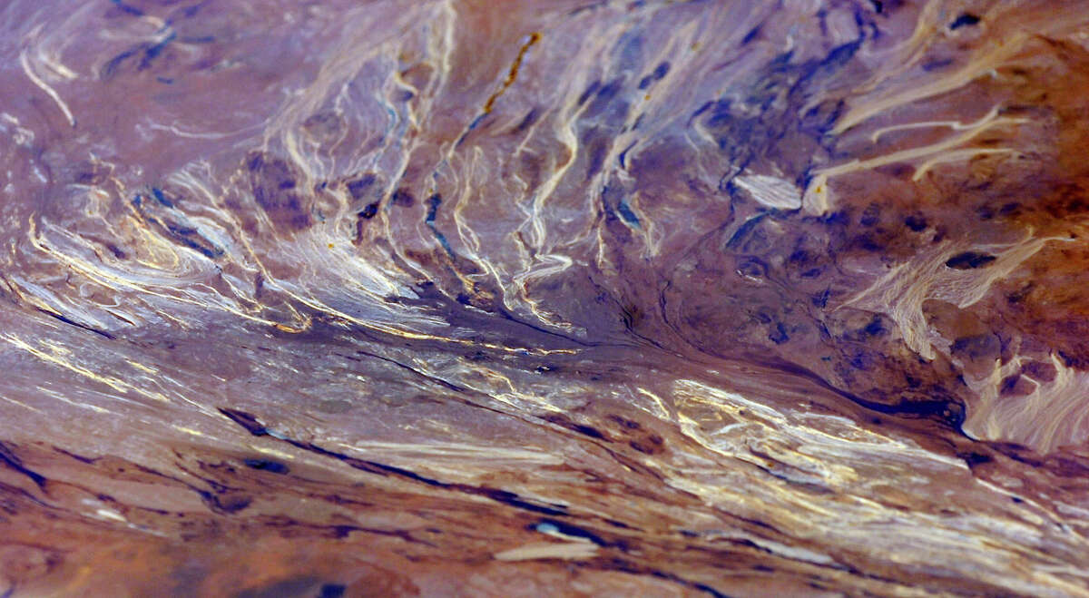 Alabama swamp still suffering after oil spill