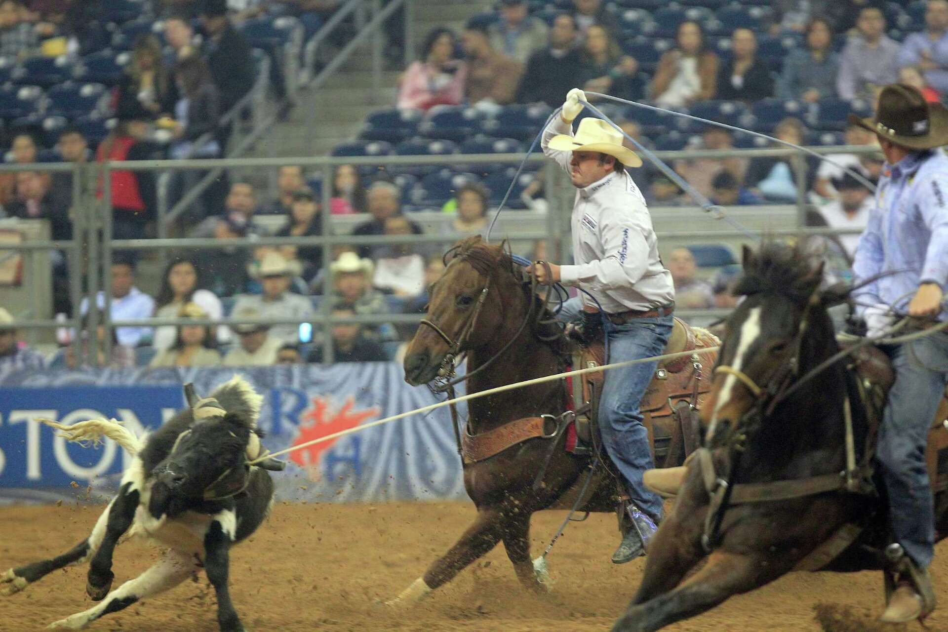 Which RodeoHouston animals are insured?