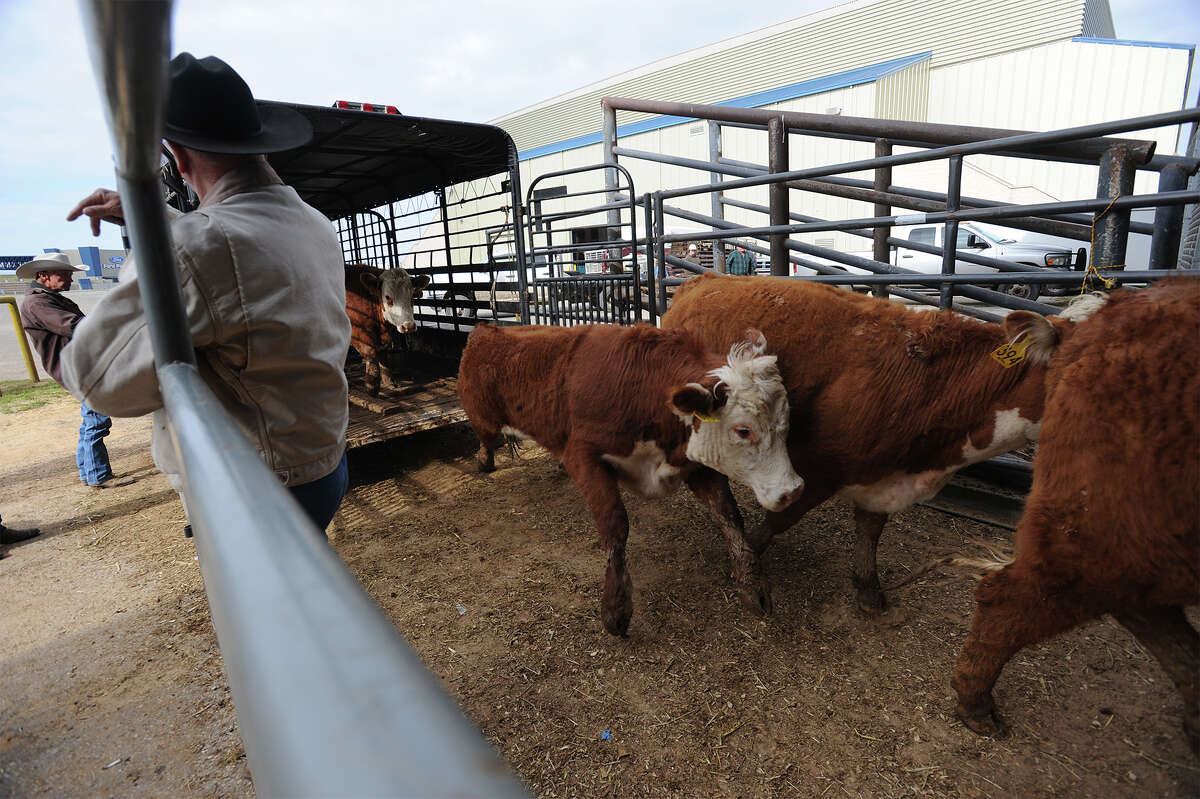 Cattle ranchers fill Ford Park for annual sale