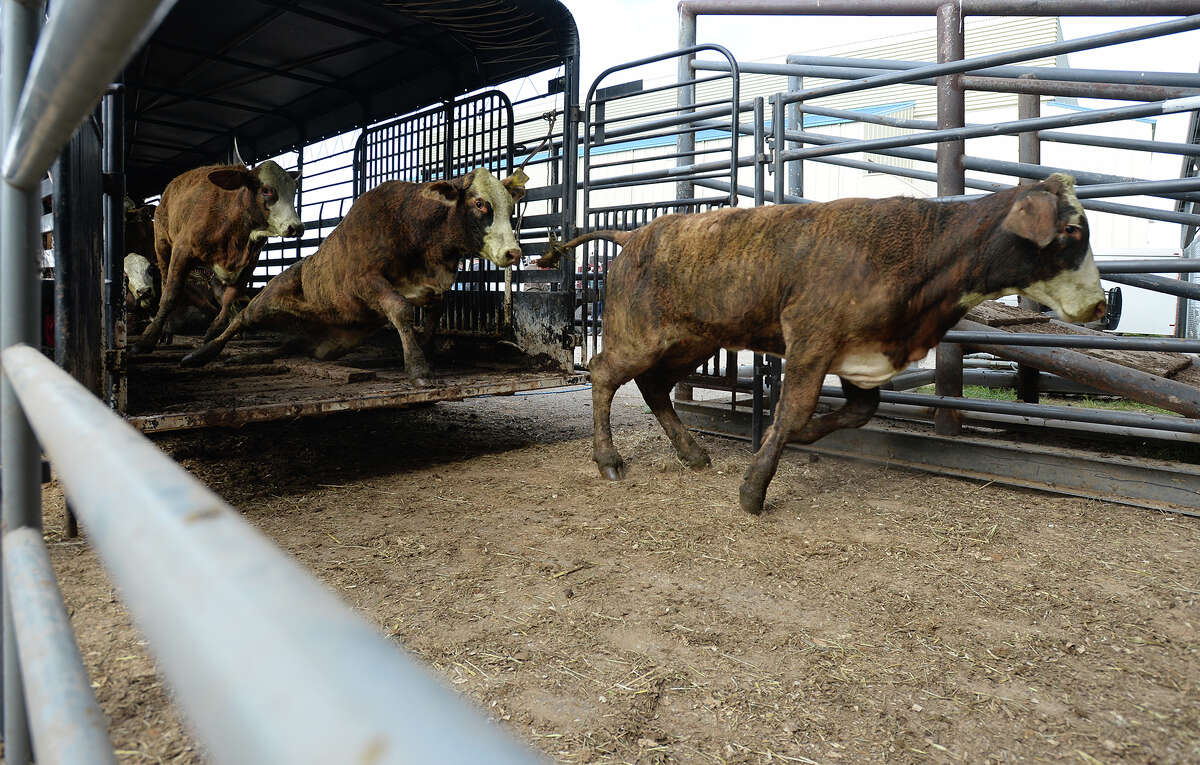 Cattle ranchers fill Ford Park for annual sale