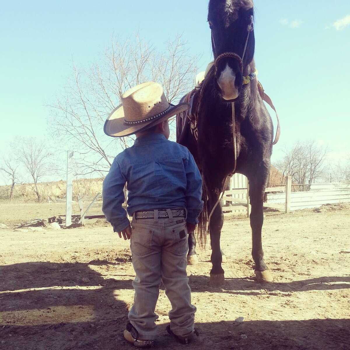 Houston Rodeo Photo Contest