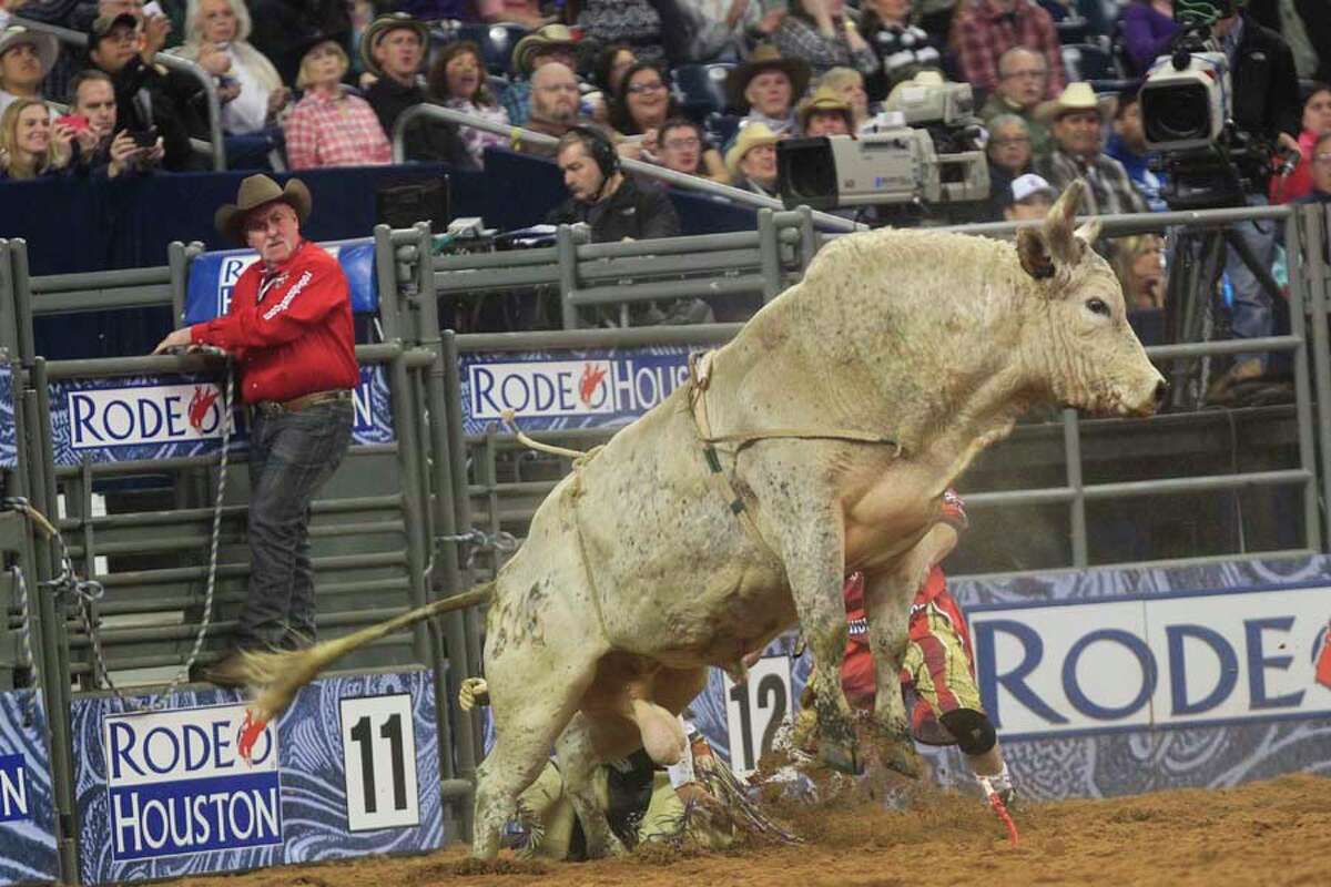 Bull riding at the rodeo gets closer look