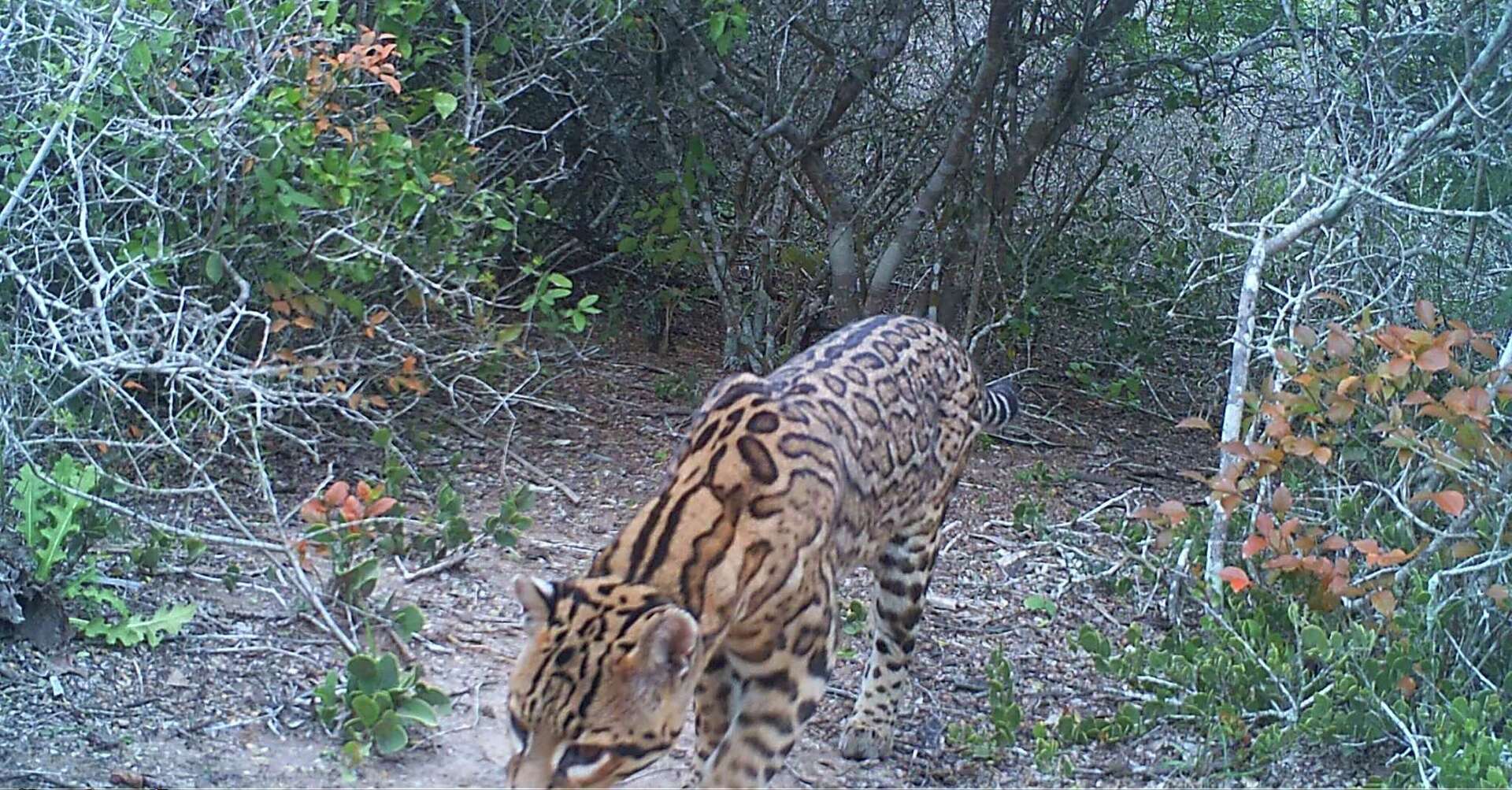 Rare ocelot kitten discovered in South Texas