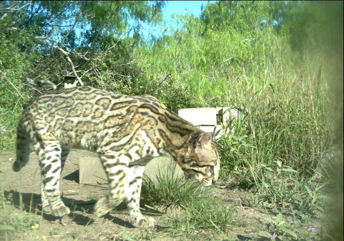 Rare ocelot kitten discovered in South Texas