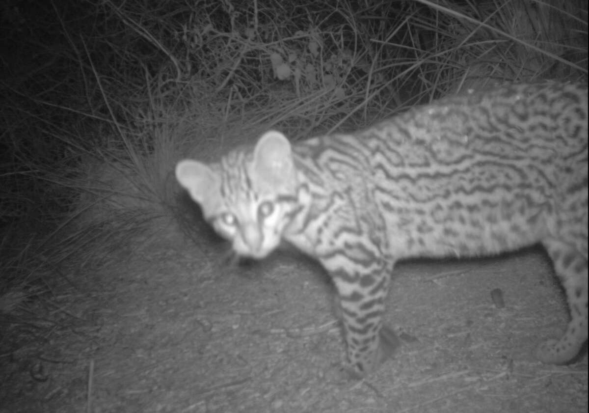 Rare ocelot kitten discovered in South Texas