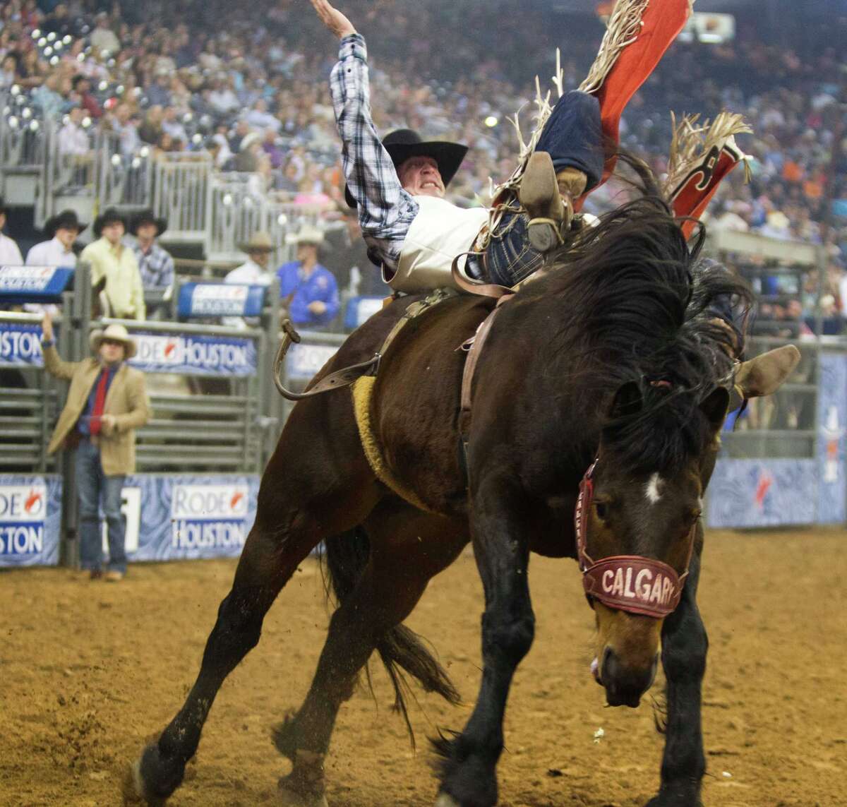 What to holler if you see a loose bull at RodeoHouston