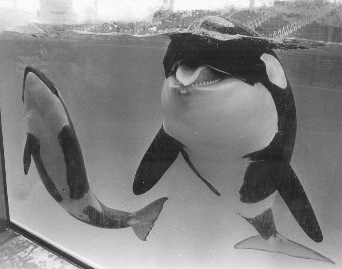 Photographs from early years of SeaWorld San Antonio