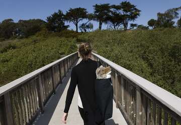 Protectors of S.F.'s urban coyotes try to calm fears