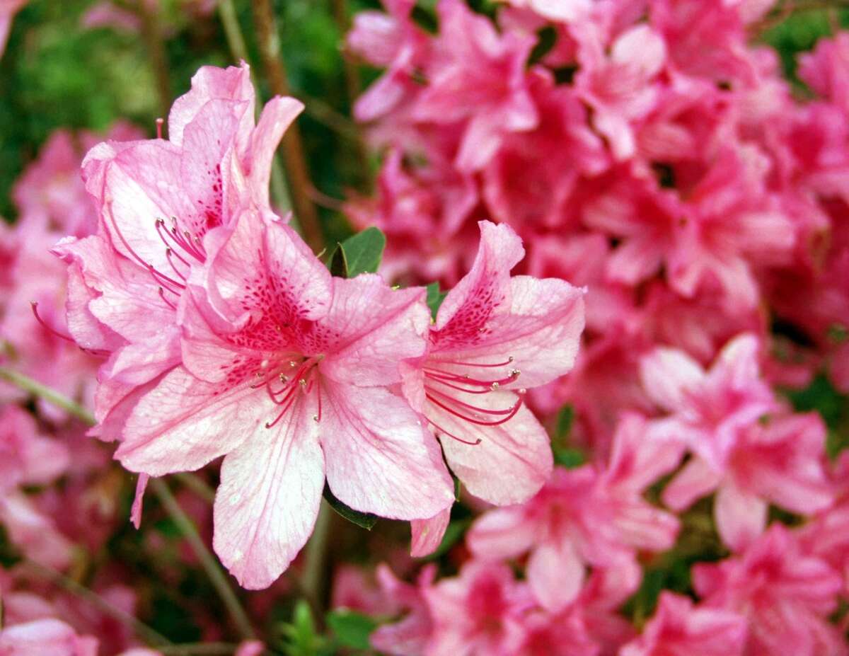 Gardens around Texas