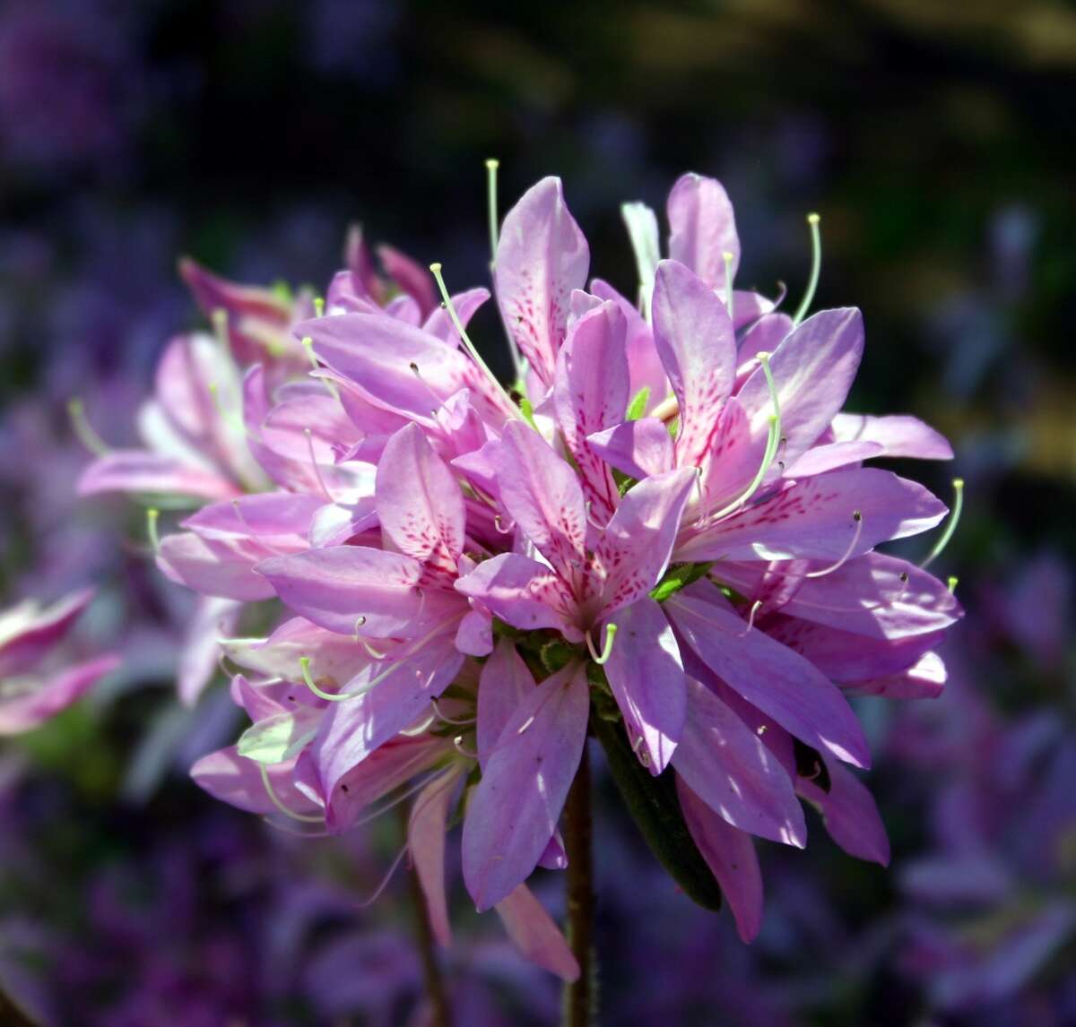 Gardens around Texas