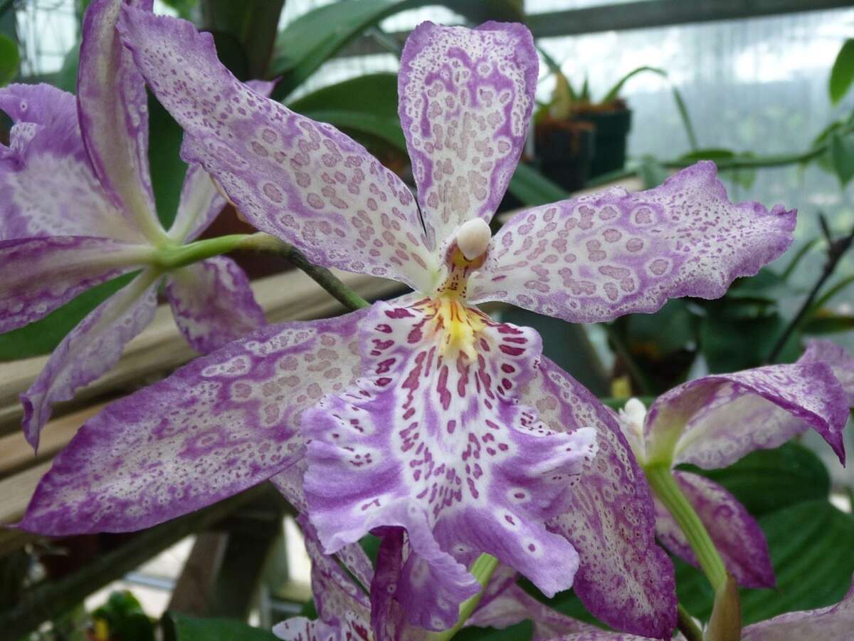 Gardens around Texas