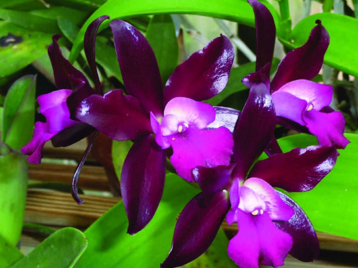 Gardens around Texas