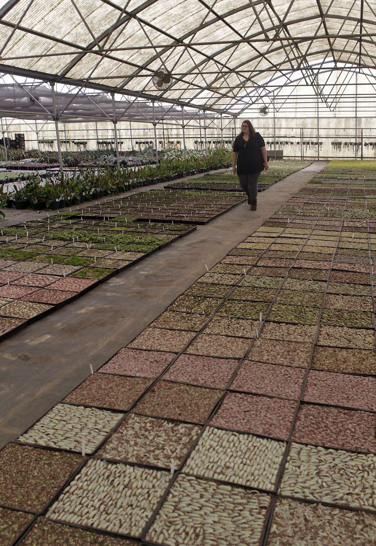 Succulent Gardens in Castroville offers about 750 varieties