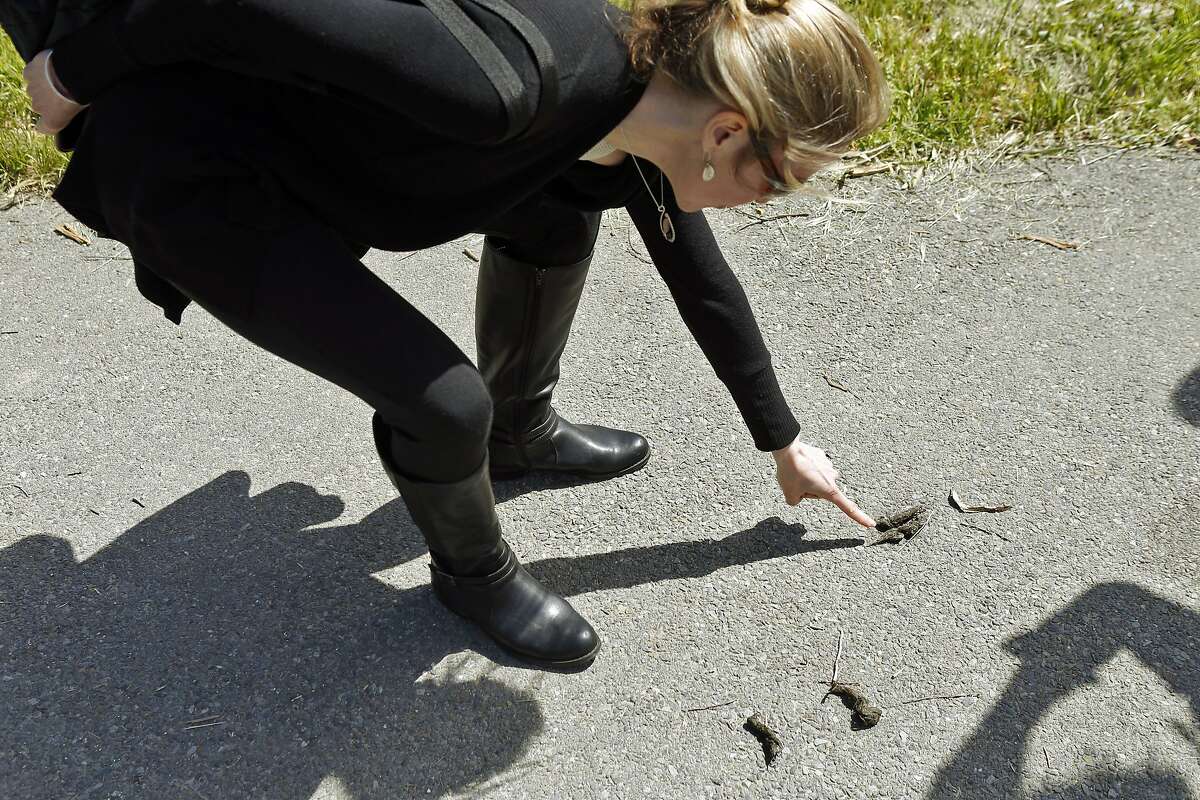 Protectors of S.F.'s urban coyotes try to calm fears