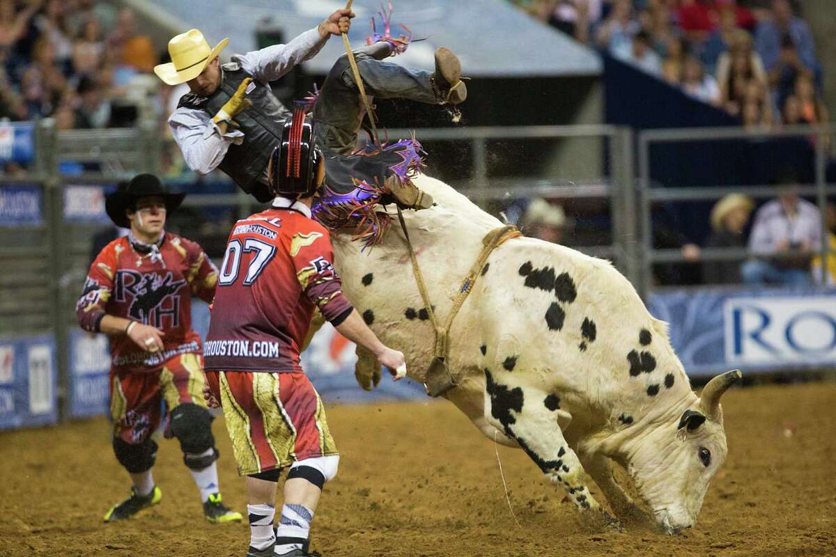 What to holler if you see a loose bull at RodeoHouston