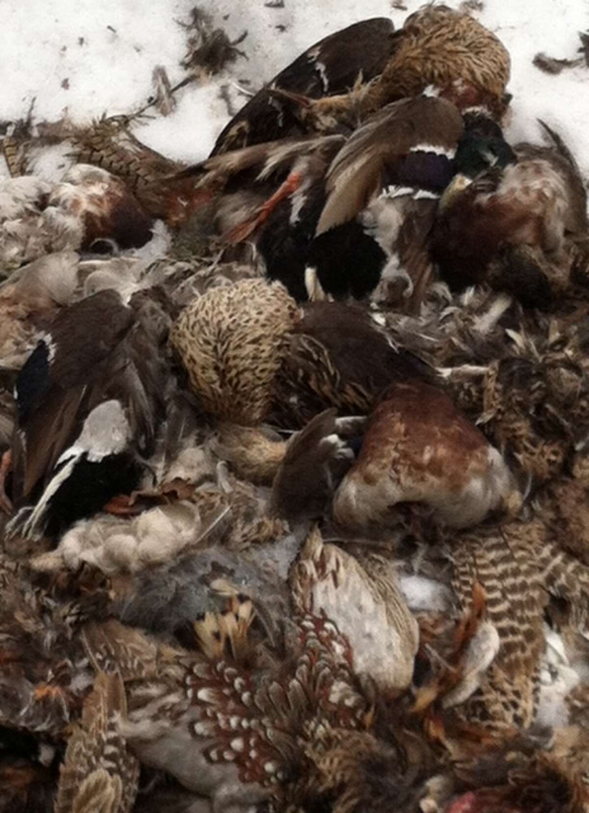100-150 dead birds found in Nassau