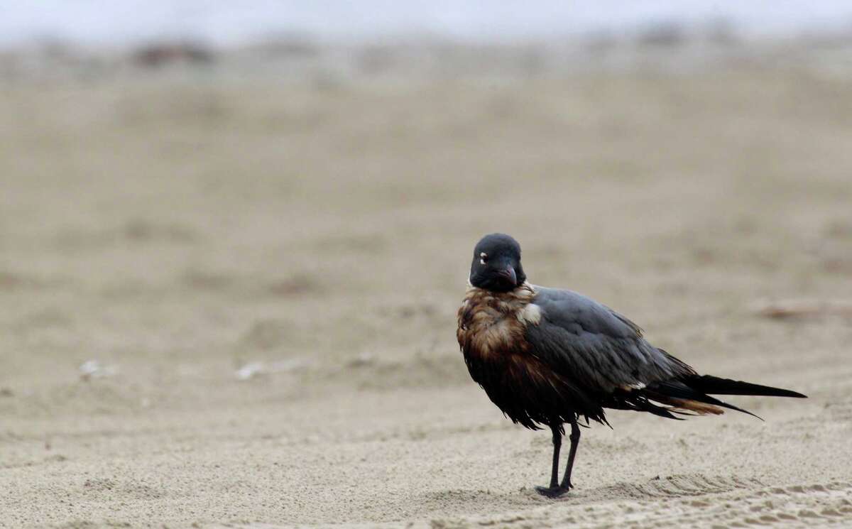 More than 50 oiled birds found at sanctuary