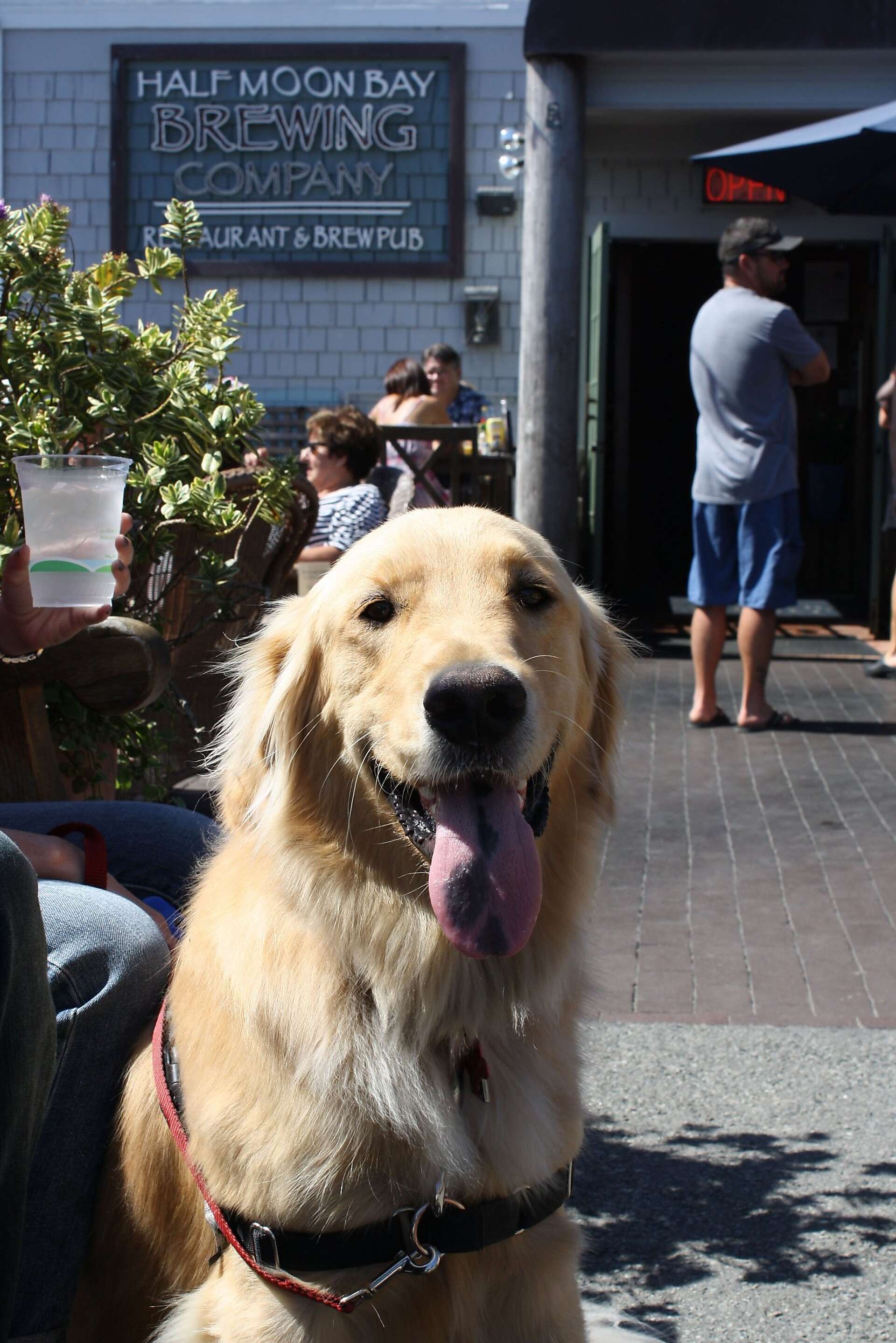 New California law allows dogs to dine out