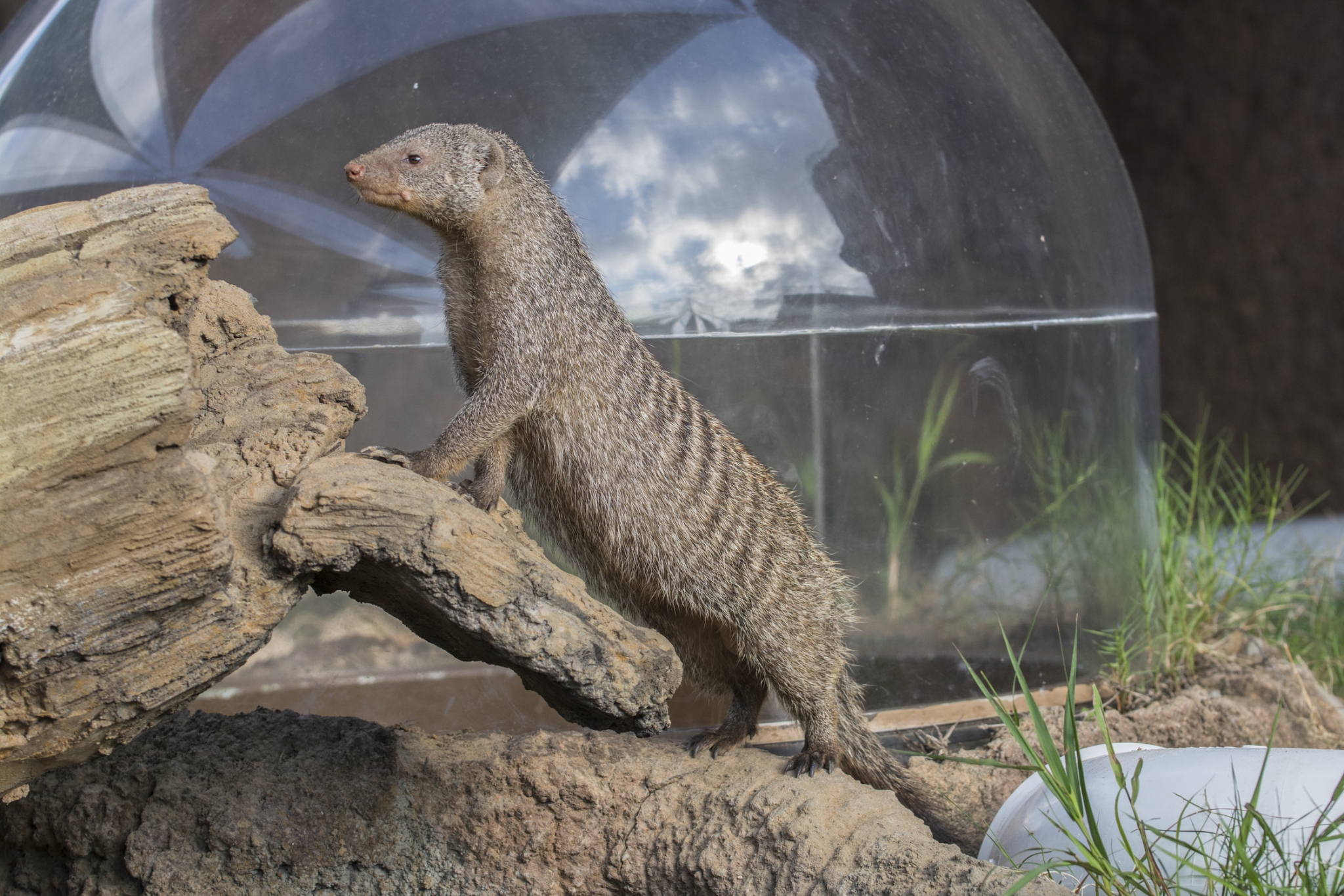 After a day on the lam, Houston Zoo's loose mongoose comes home