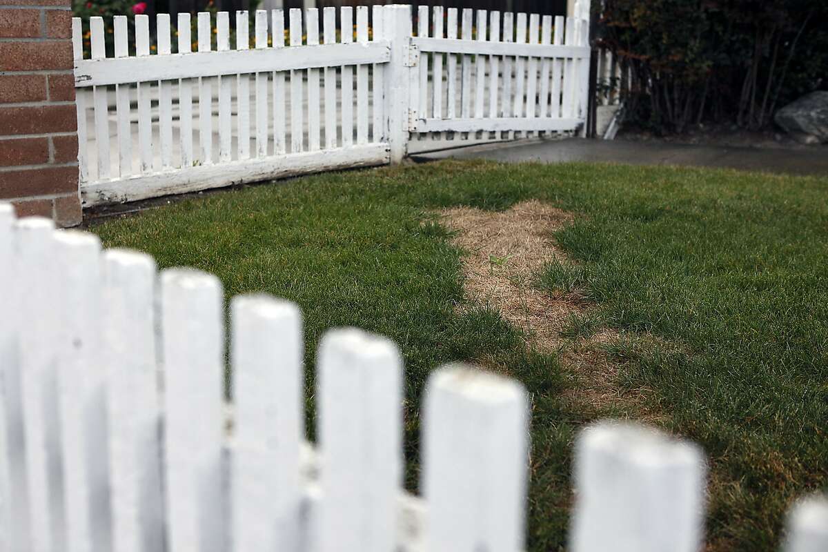 Who's poisoning lawns in a San Jose neighborhood?
