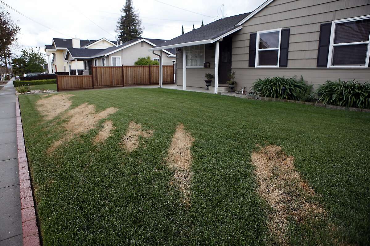 Who's poisoning lawns in a San Jose neighborhood?